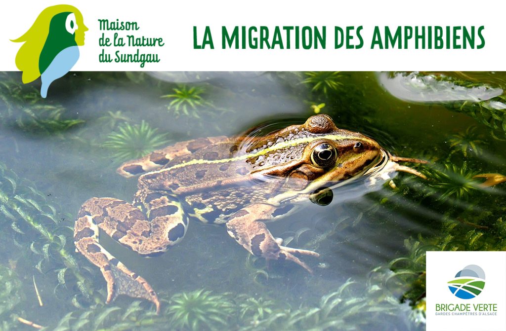La migration des amphibiens - Maison de la Nature du Sundgau
