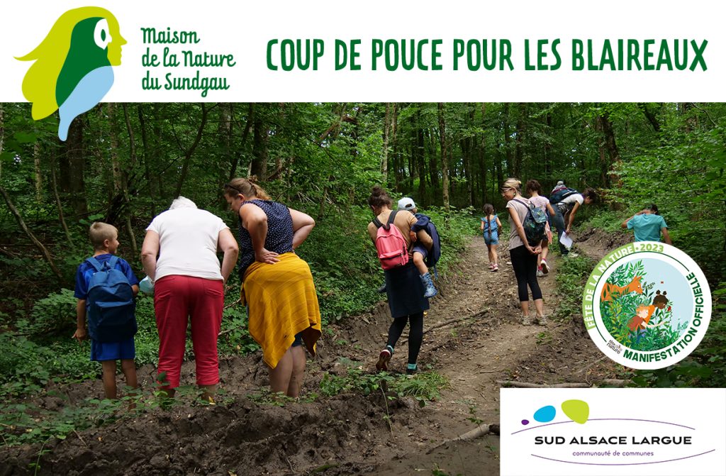 Coup de pouce pour les blaireaux - Maison de la Nature du Sundgau Coup de pouce pour les blaireaux - Maison de la Nature du Sundgau